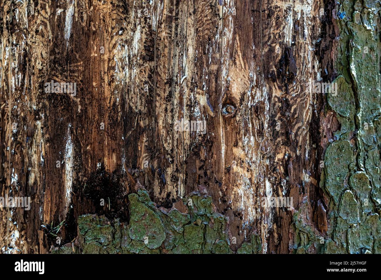 Spruce destroyed by bark beetle. Dry tree without bark Stock Photo - Alamy