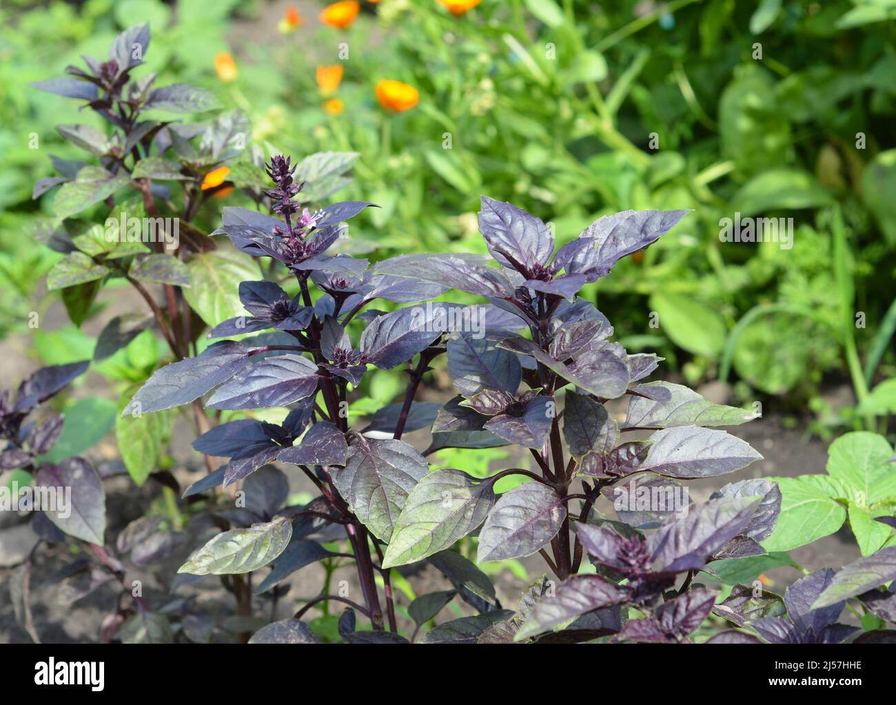Purple basil leaves hi-res stock photography and images - Alamy