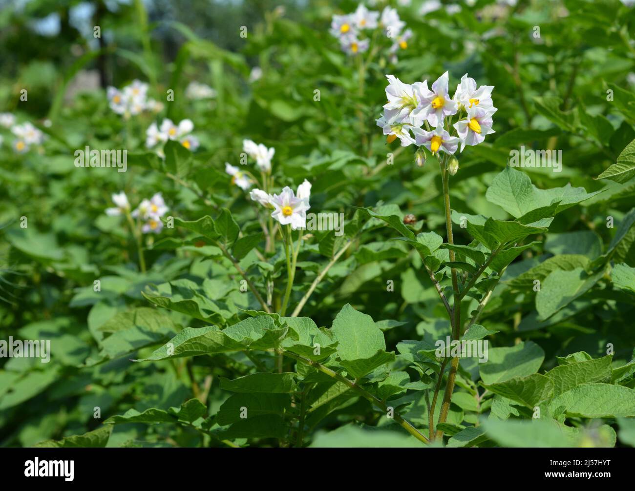 White flowers of potato plant. Potato flowers blooming in the garden ...