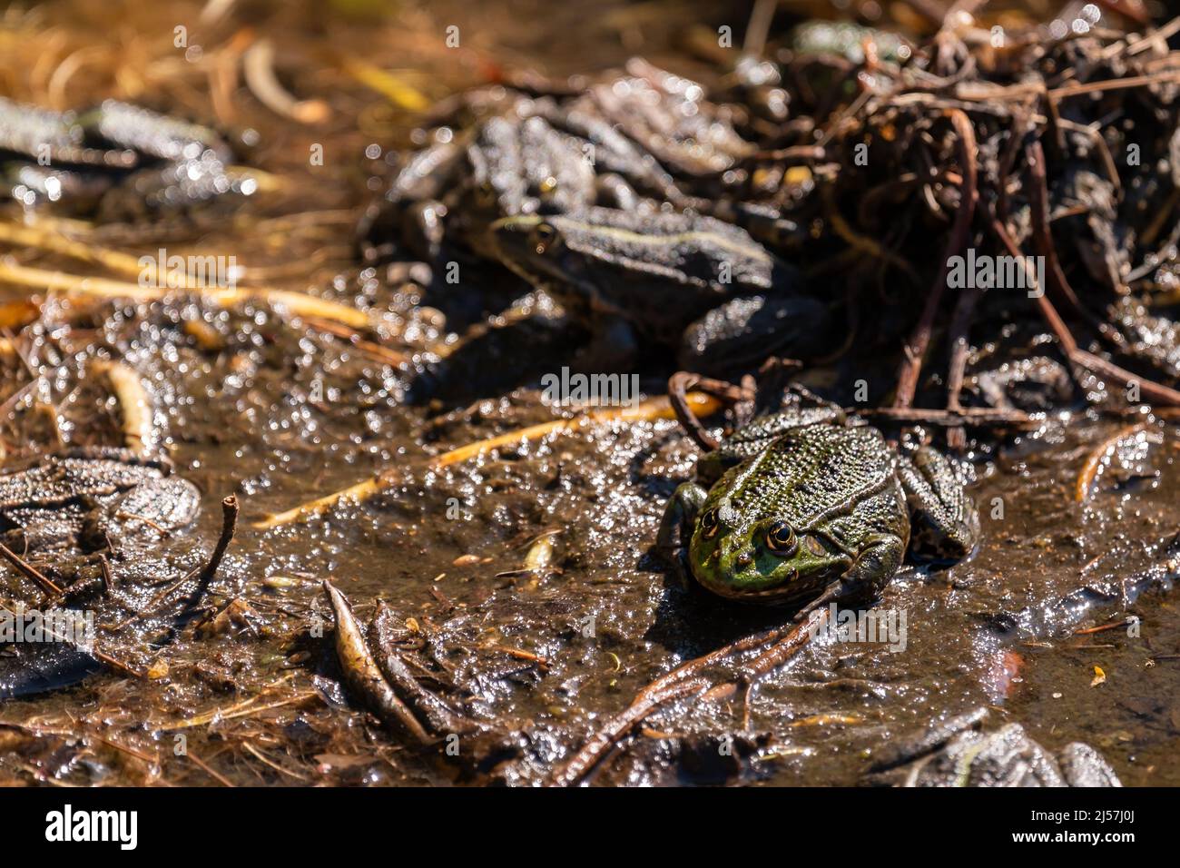Pool frog in sun. Pelophylax lessonae. European frog. Biodiversity ...