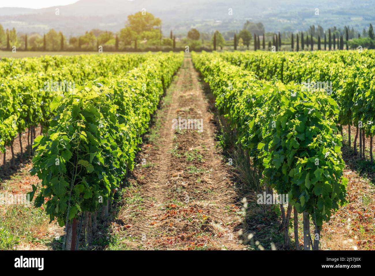 Young shoots of vines on small newly planted juicy green grape bushes ...