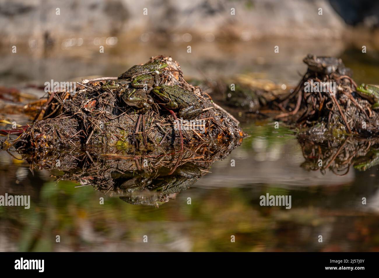 Pool frog in sun. Pelophylax lessonae. European frog. Biodiversity ...