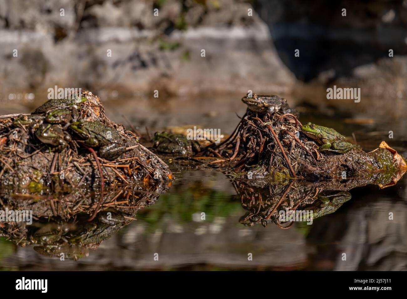 Pool frog in sun. Pelophylax lessonae. European frog. Biodiversity ...