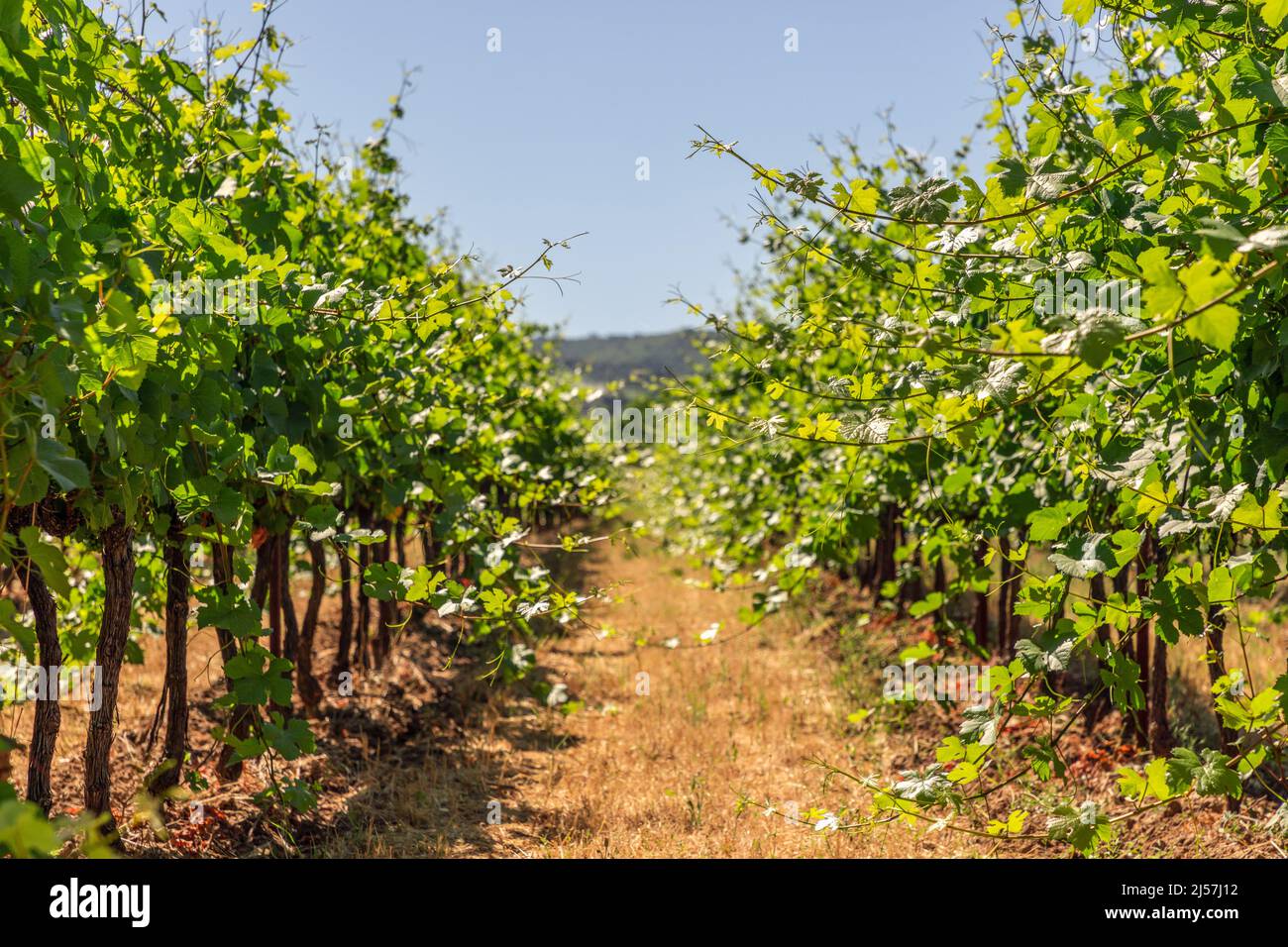 Young vines hi-res stock photography and images - Alamy
