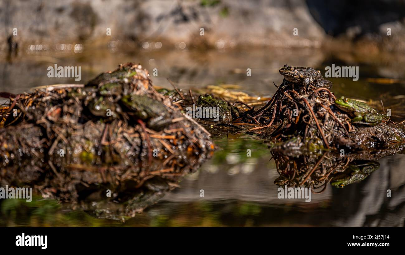 Pool frog in sun. Pelophylax lessonae. European frog. Biodiversity ...