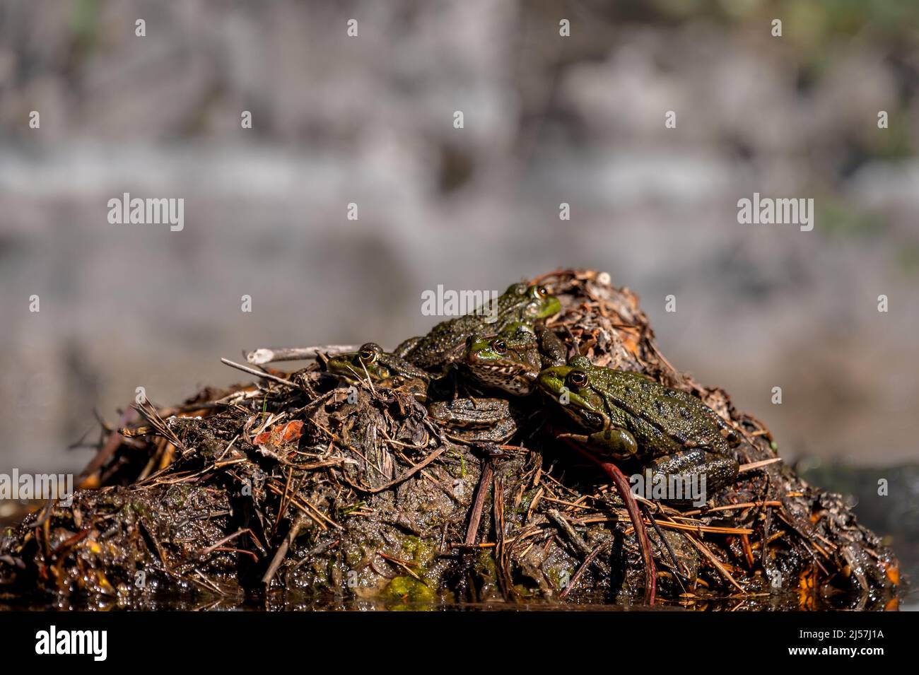 Pool frog in sun. Pelophylax lessonae. European frog. Biodiversity ...