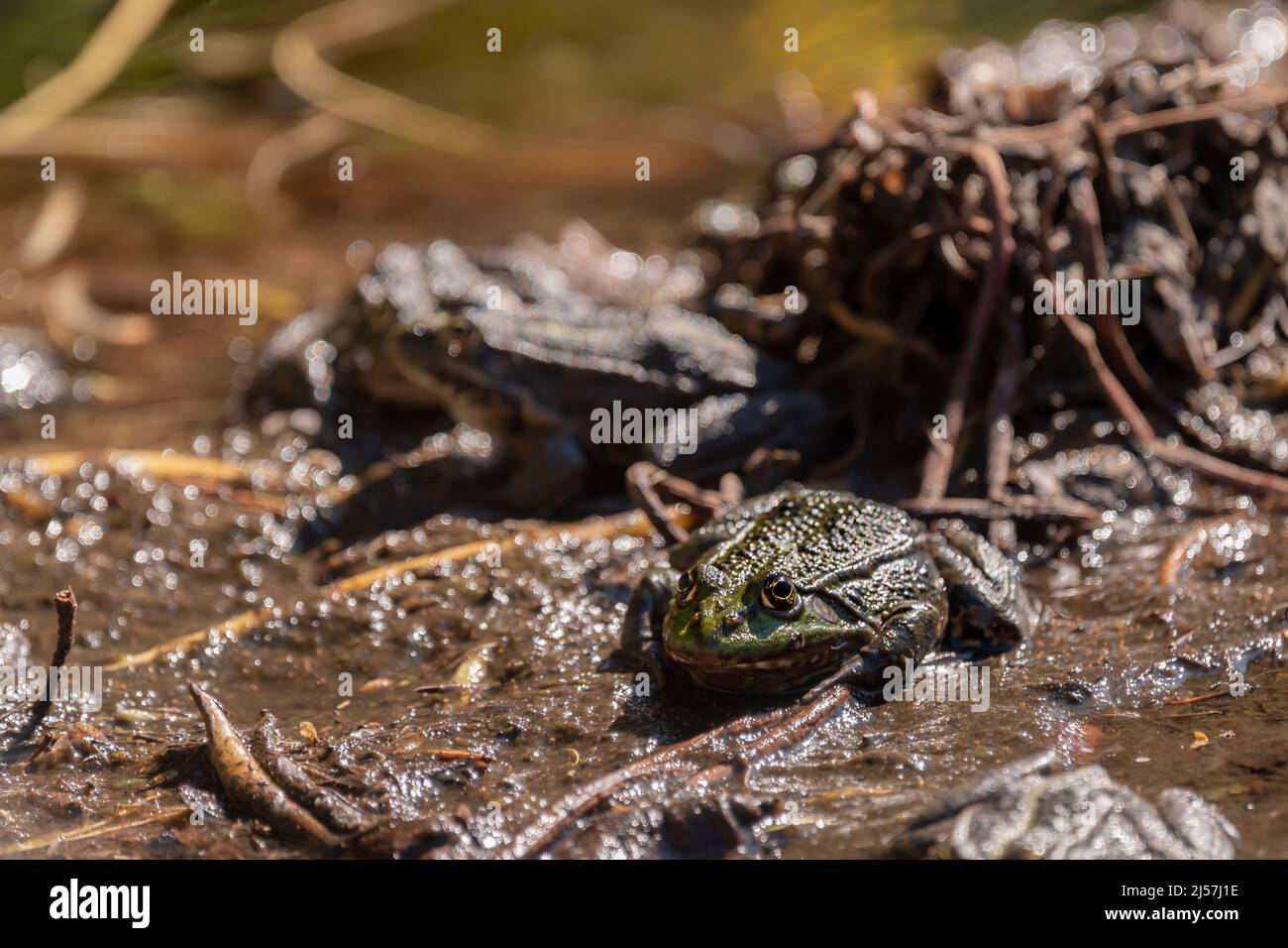 Pool frog in sun. Pelophylax lessonae. European frog. Biodiversity ...