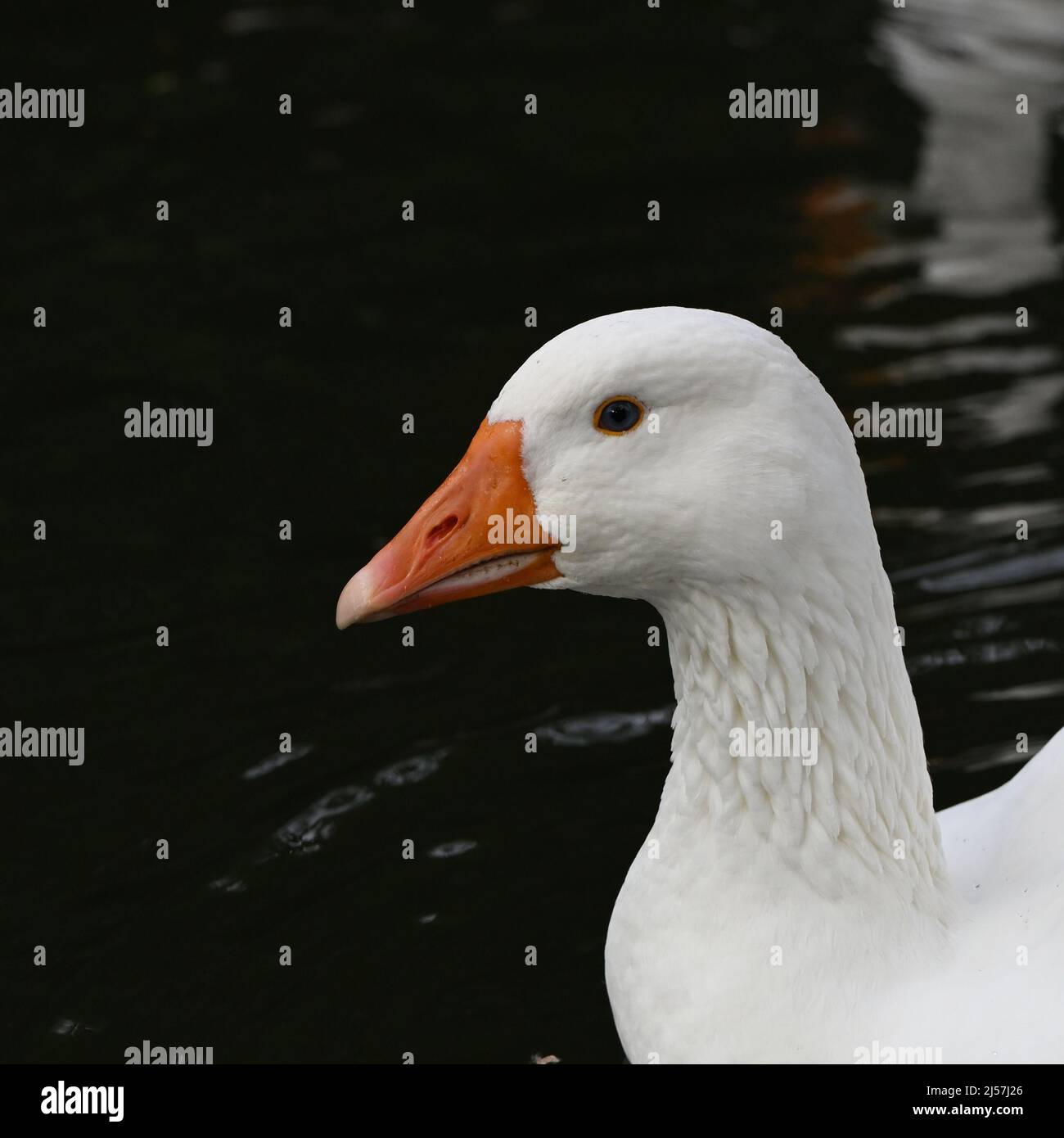 Domestic head hi-res stock photography and images - Alamy