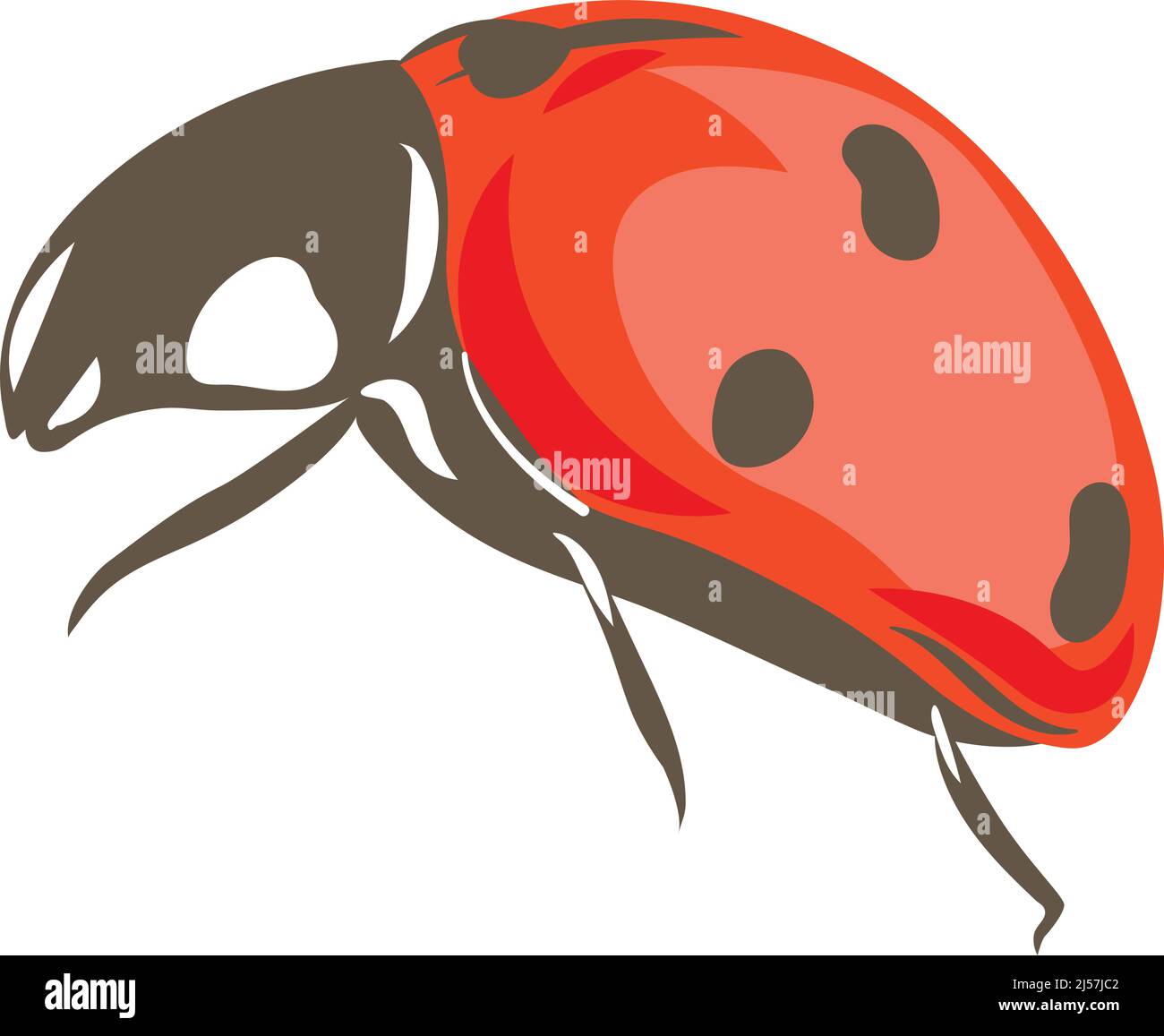 Ladybug insect hand drawn vector illustration isolated on white ...