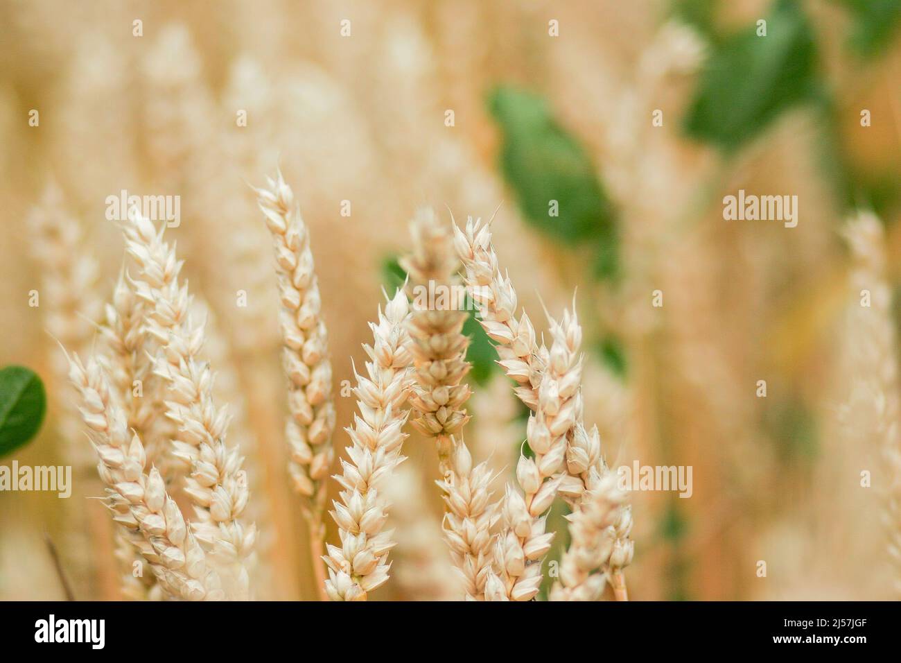 wheat field in germany Stock Photo - Alamy