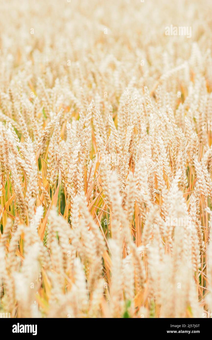 wheat field in germany Stock Photo - Alamy
