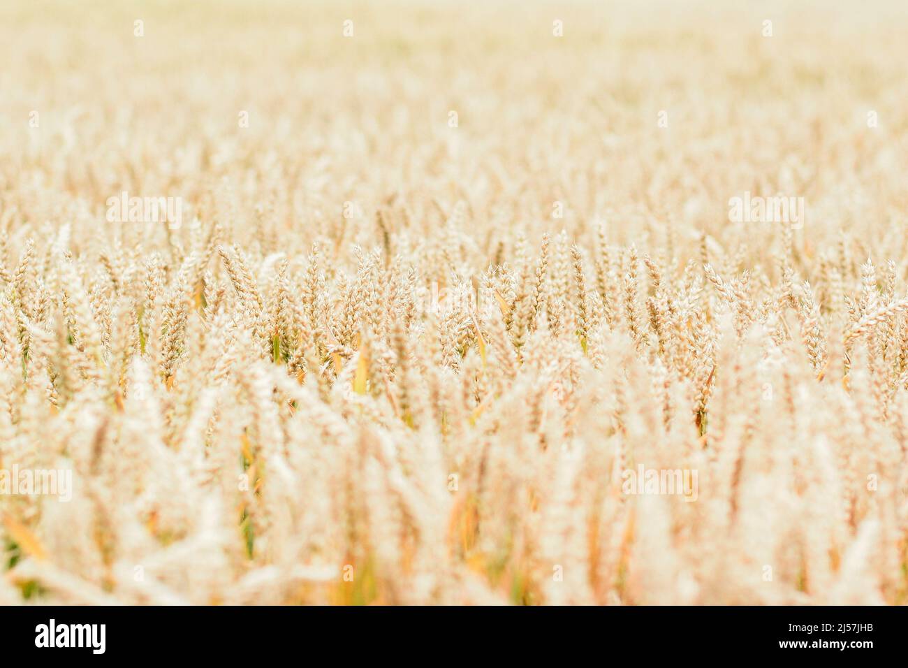 wheat field in germany Stock Photo - Alamy