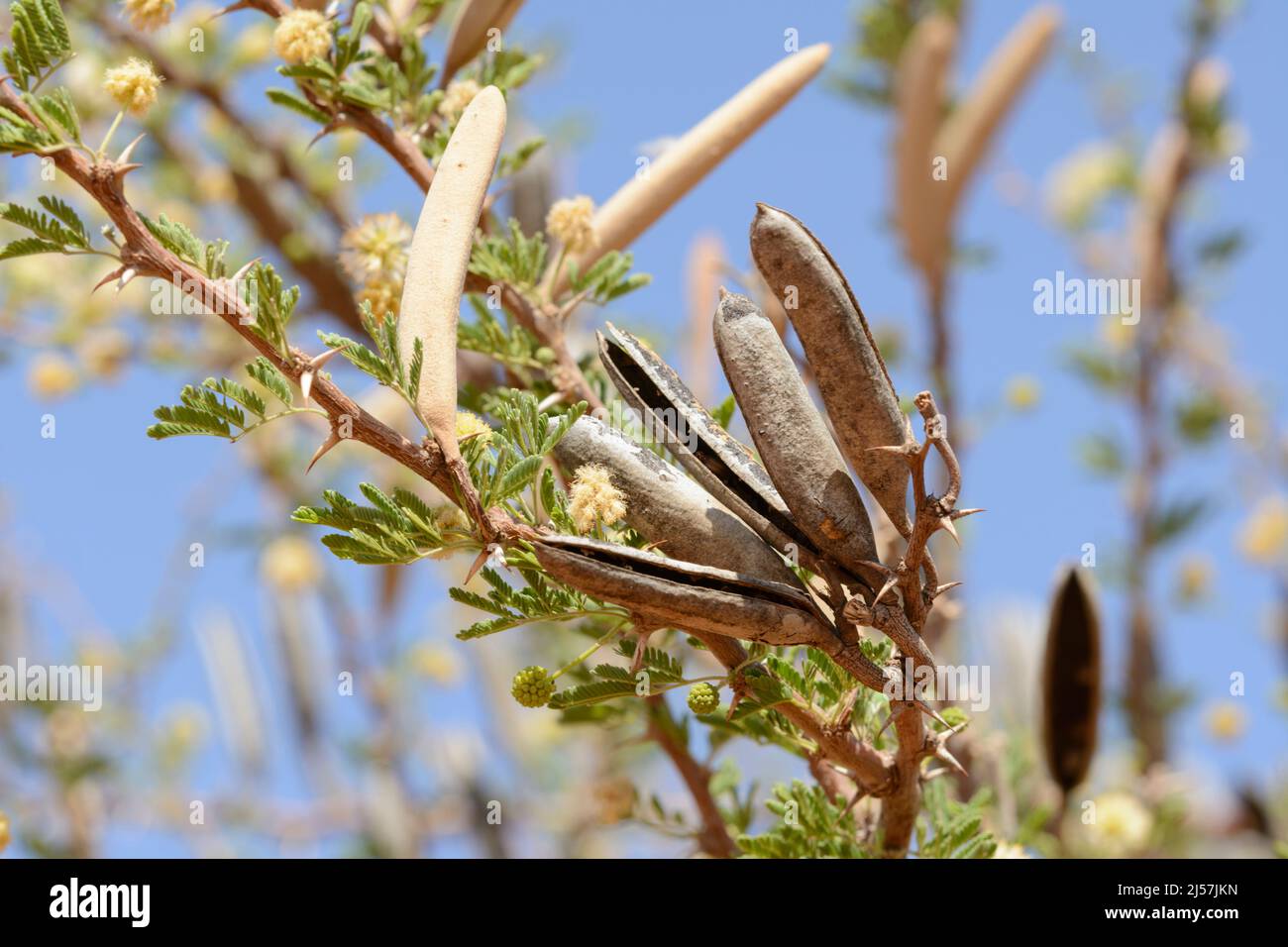 Seed pods detail hi-res stock photography and images - Alamy
