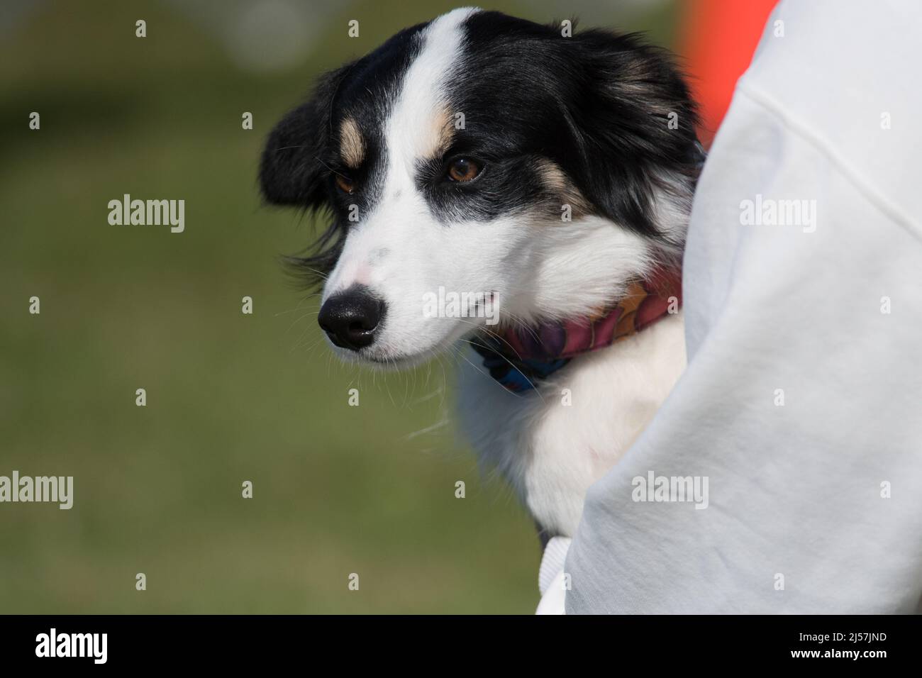 Dog being held while watching obedience trials Stock Photo - Alamy