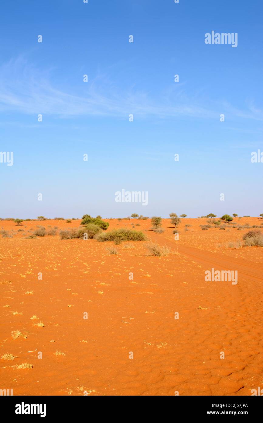 Landscape view of the red sand dunes and the mixed tree and shrub ...