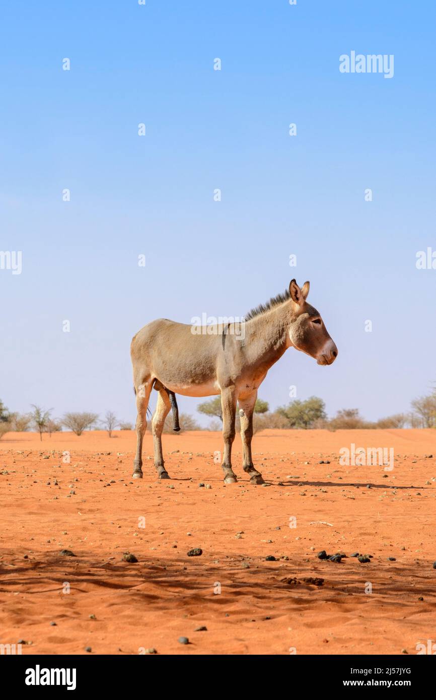 A lone male mule standing among the red sand dunes of the Kalahari ...