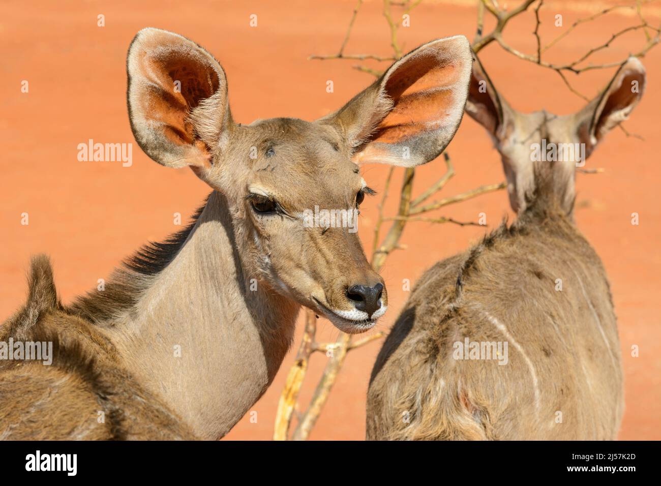 Close-up portrait of a young kudu (Tragelaphus strepsiceros) among the ...
