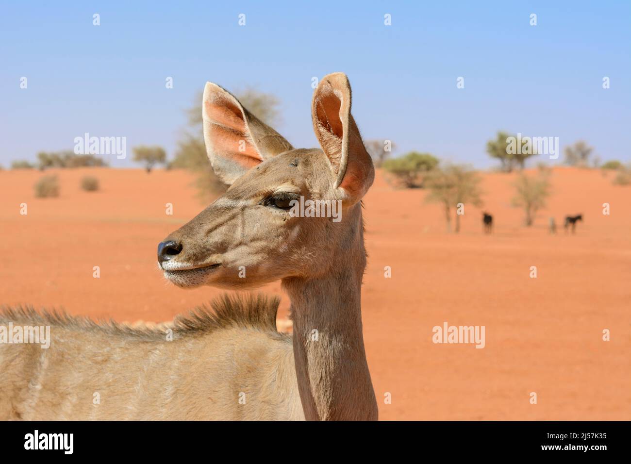 Close-up portrait of a young kudu (Tragelaphus strepsiceros) among the ...