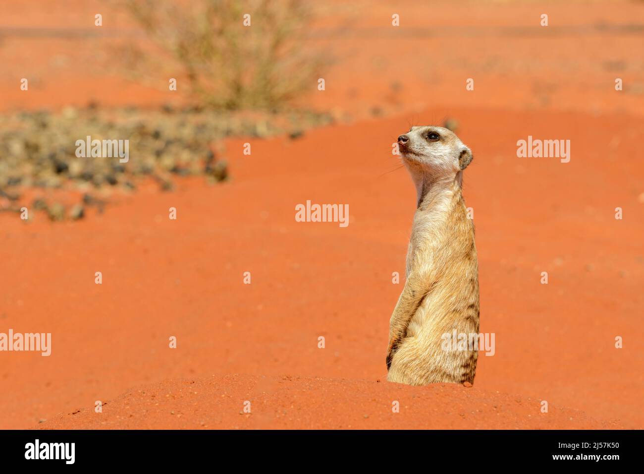 An alert meerkat (Suricata suricatta) looking out for predators in the ...