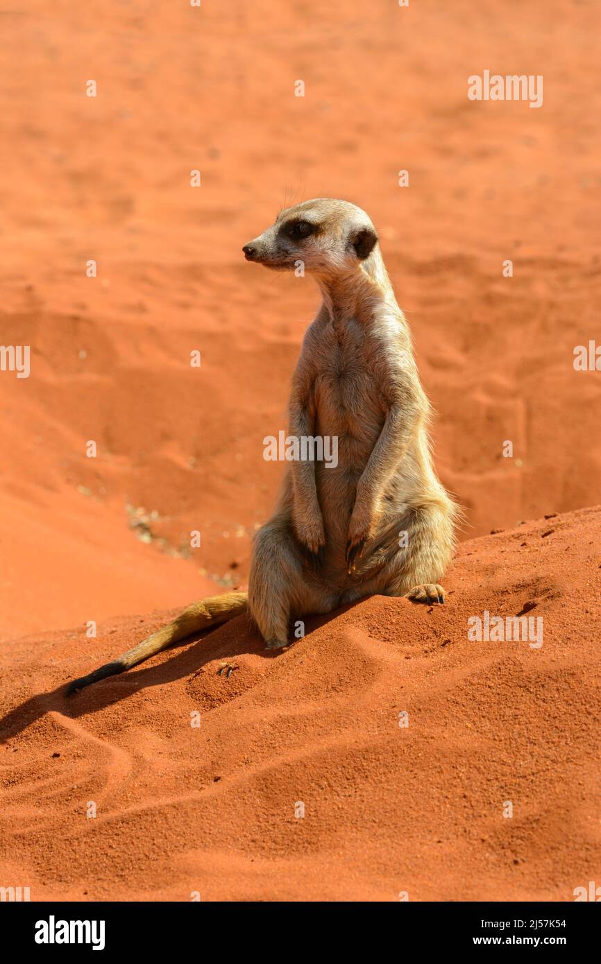 An alert meerkat (Suricata suricatta) looking out for predators in the ...