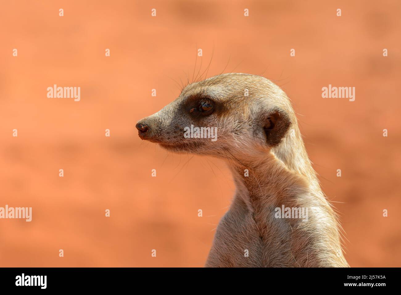 An alert meerkat (Suricata suricatta) looking out for predators in the ...