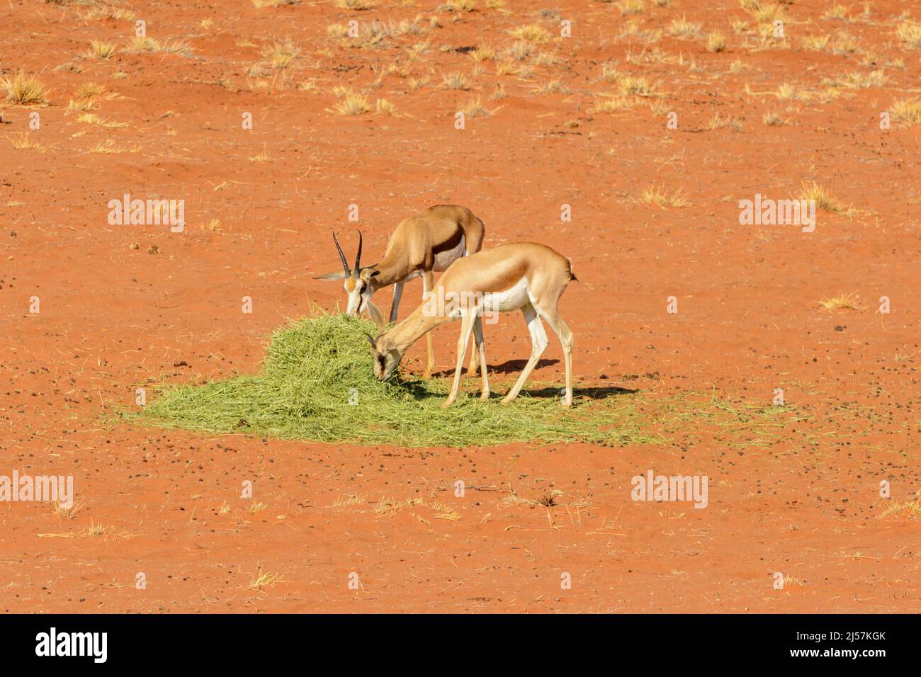 Two springbok antelopes (Antidorcas marsupialis) eating grass provided ...