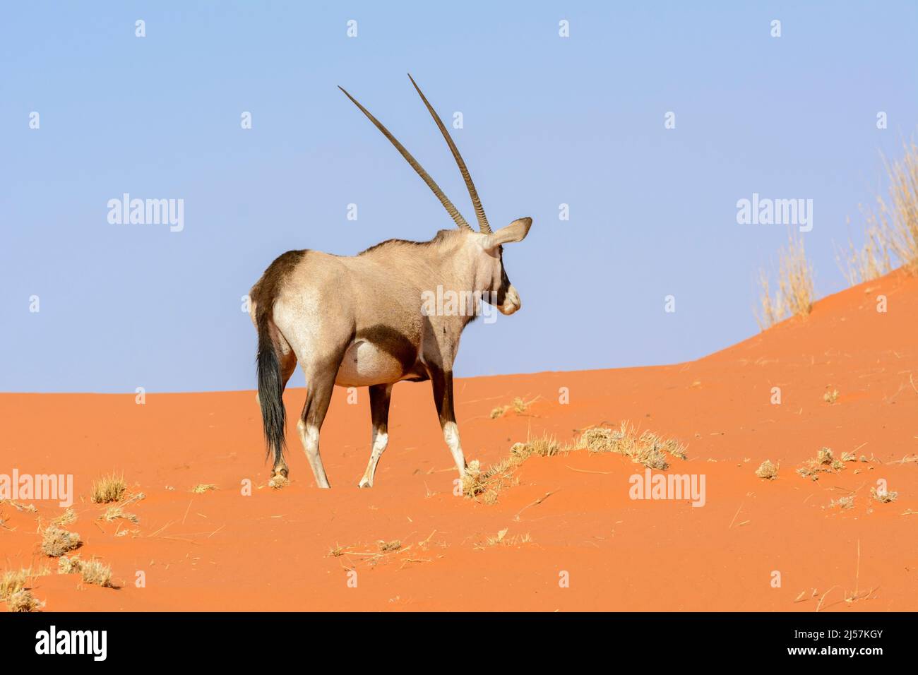 A South African Oryx (Oryx gazella) walking across the red sand dunes ...