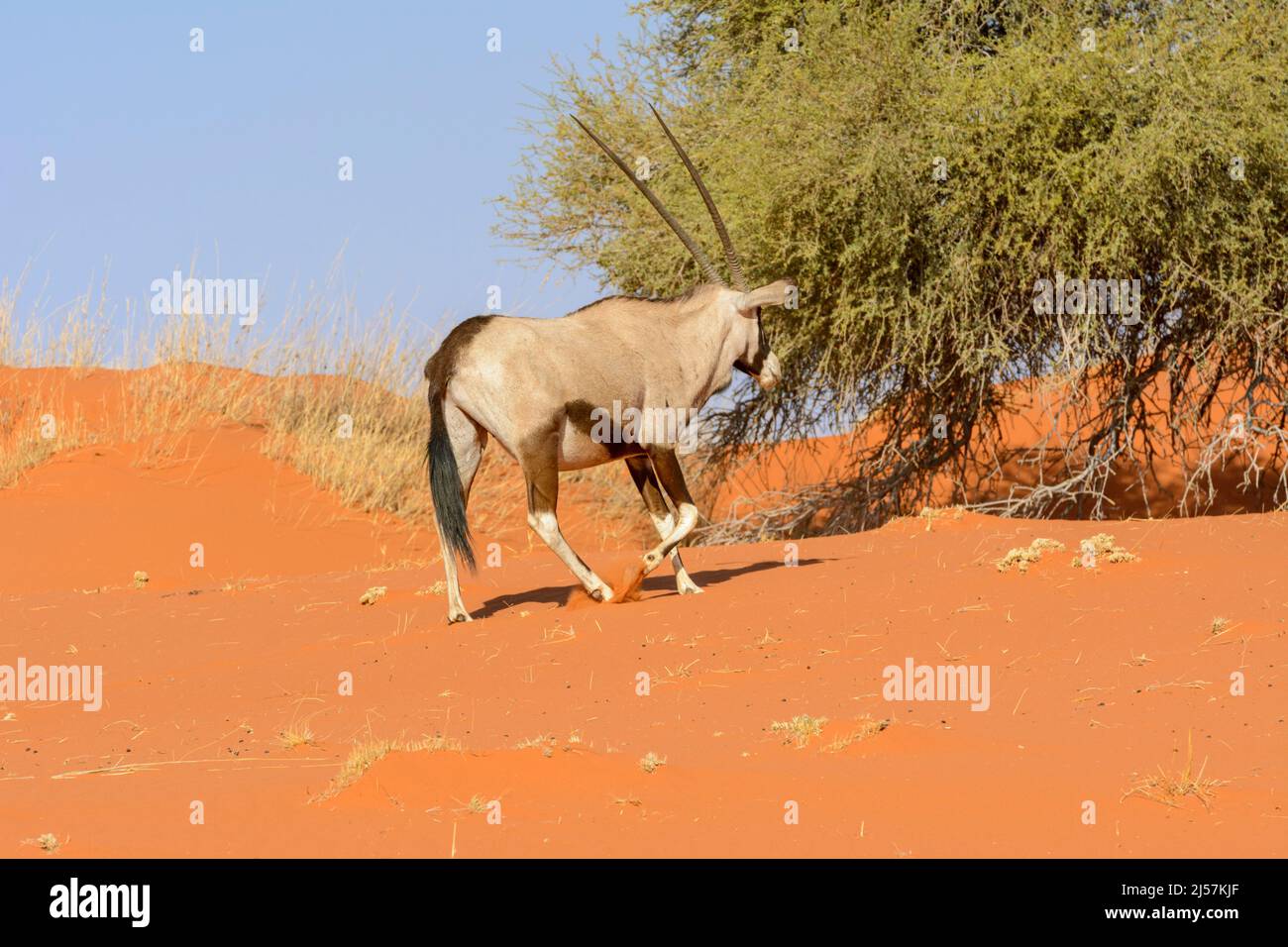 A South African Oryx (Oryx gazella) walking across the red sand dunes ...