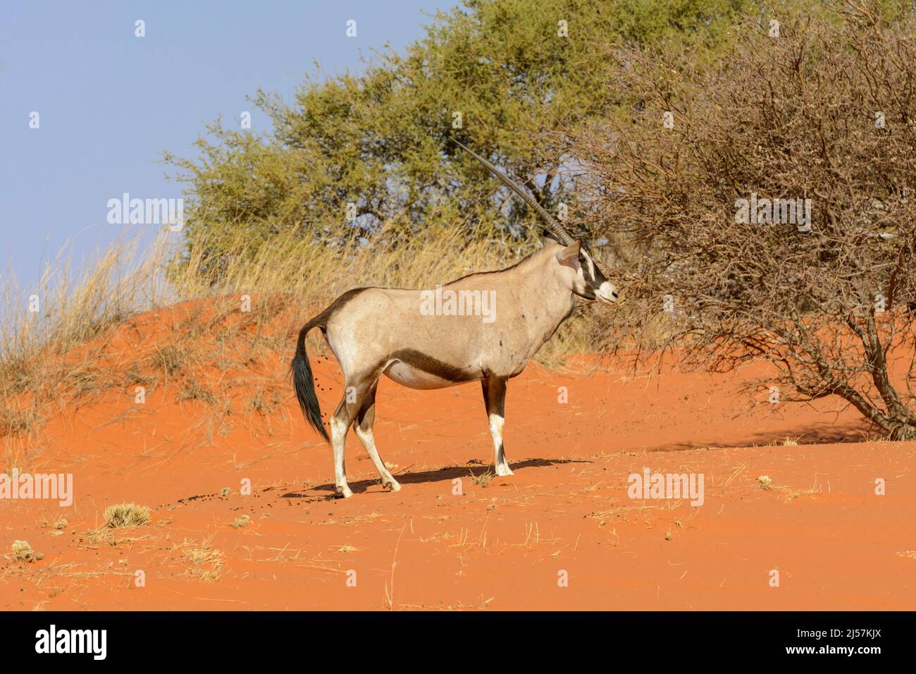 A South African Oryx (Oryx gazella) walking across the red sand dunes ...