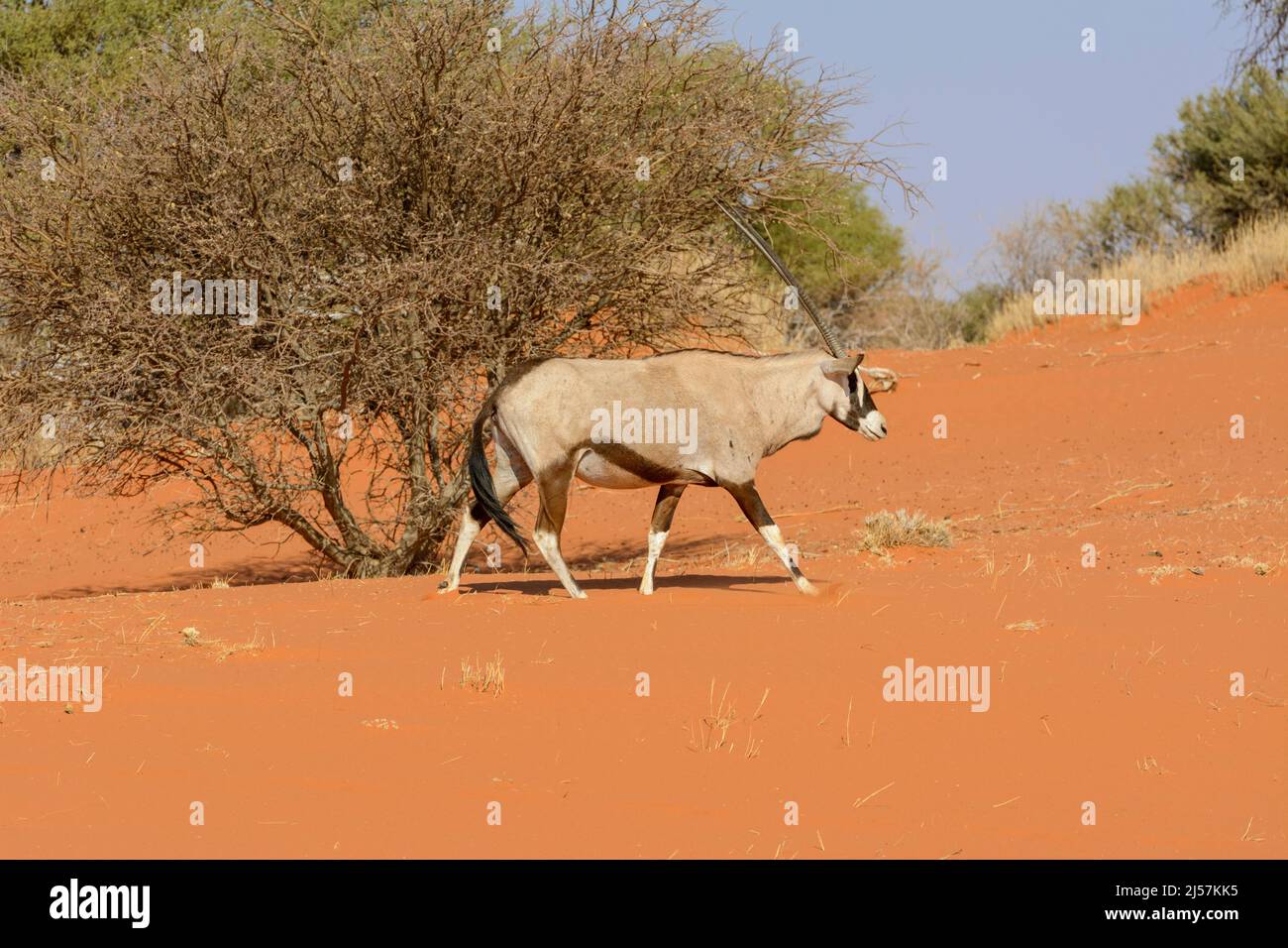 A South African Oryx (Oryx gazella) walking across the red sand dunes ...