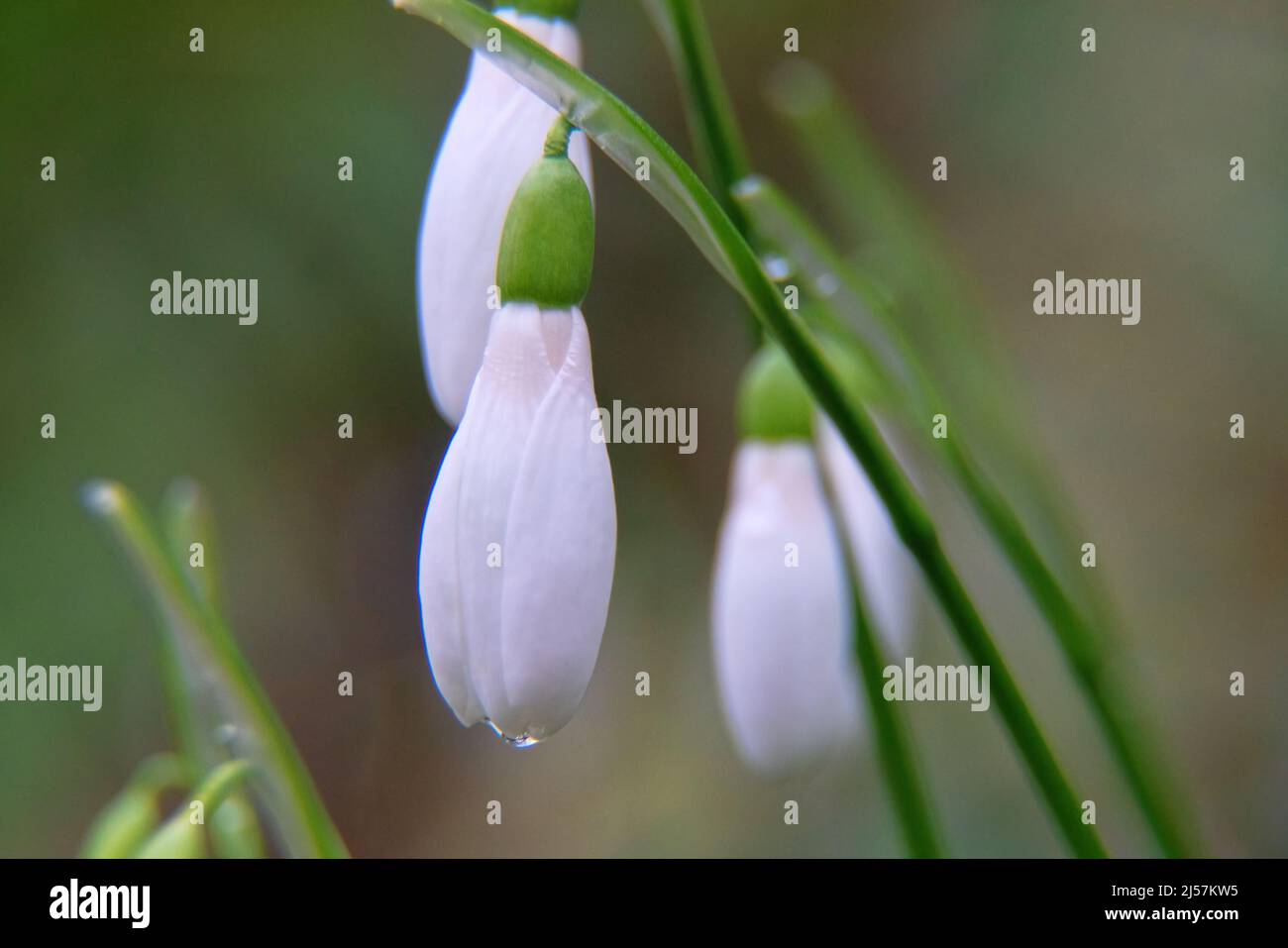 Teardrop shaped leaves hi-res stock photography and images - Alamy