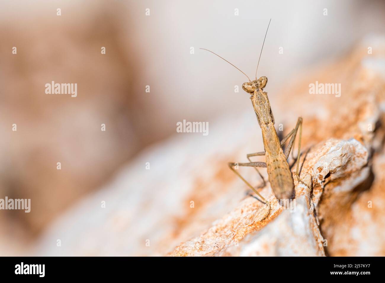 Dwarf Mantis or Grey Mantis (Ameles decolor), female Stock Photo - Alamy
