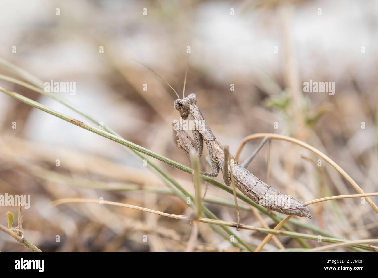 Dwarf Mantis or Grey Mantis (Ameles decolor), female Stock Photo - Alamy