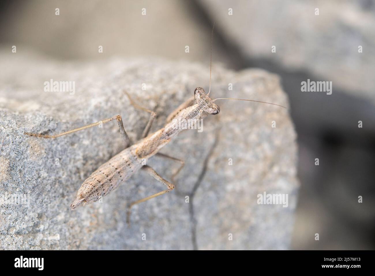 Dwarf Mantis or Grey Mantis (Ameles decolor), female Stock Photo - Alamy