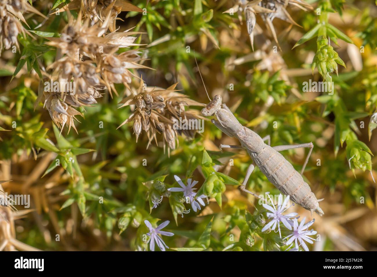 Grey mantises ameles decolor hi-res stock photography and images - Alamy