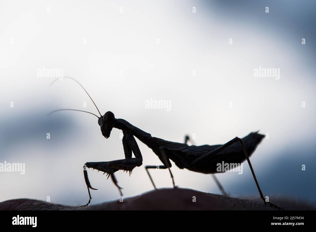 Dwarf Mantis or Grey Mantis (Ameles decolor), female Stock Photo - Alamy