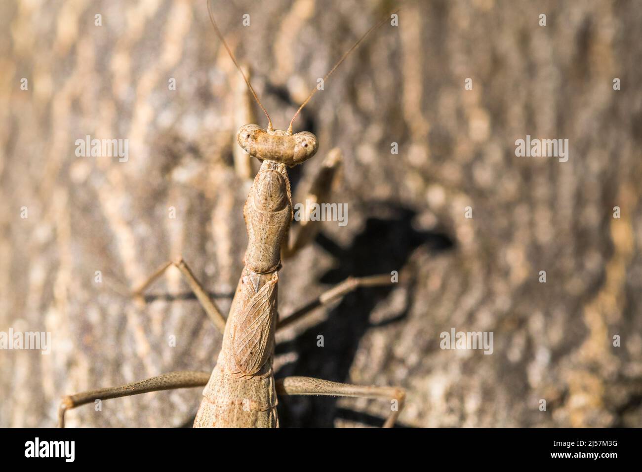 Dwarf Mantis or Grey Mantis (Ameles decolor), female Stock Photo - Alamy