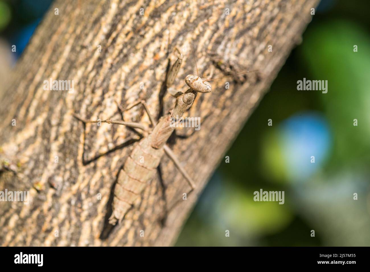 Dwarf Mantis or Grey Mantis (Ameles decolor), female Stock Photo - Alamy