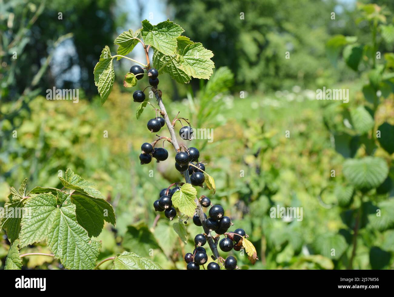 Black currant branch hi-res stock photography and images - Alamy