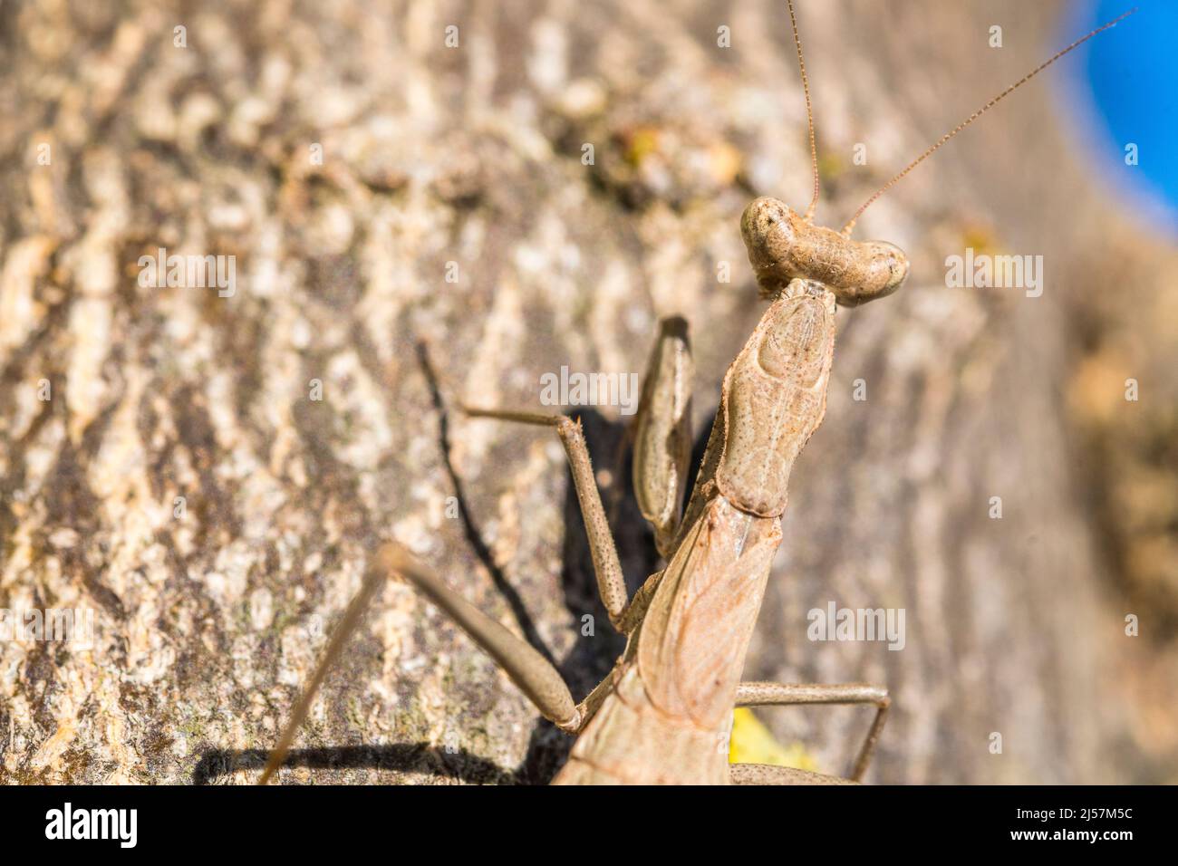 Dwarf Mantis or Grey Mantis (Ameles decolor), female Stock Photo - Alamy