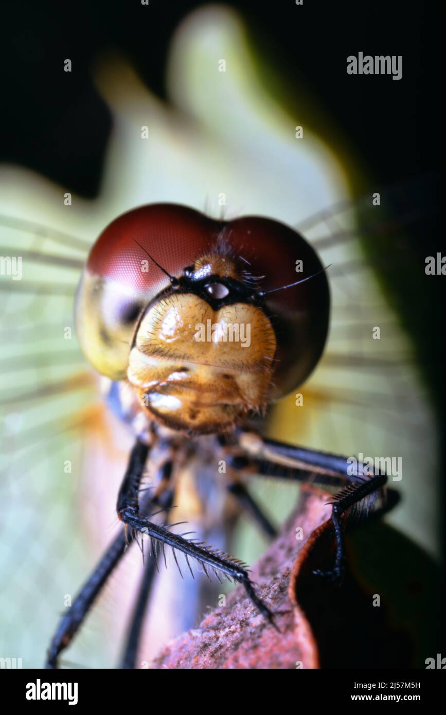 Capsule of head and faceted or compound eyes (ommatidium) of dragonfly ...