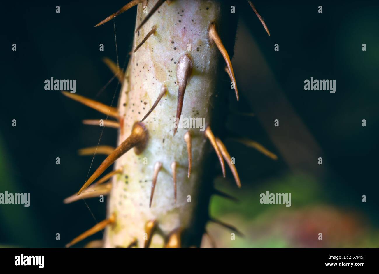 Prickly plants in the undergrowth of the northern forest. Rosehip ...