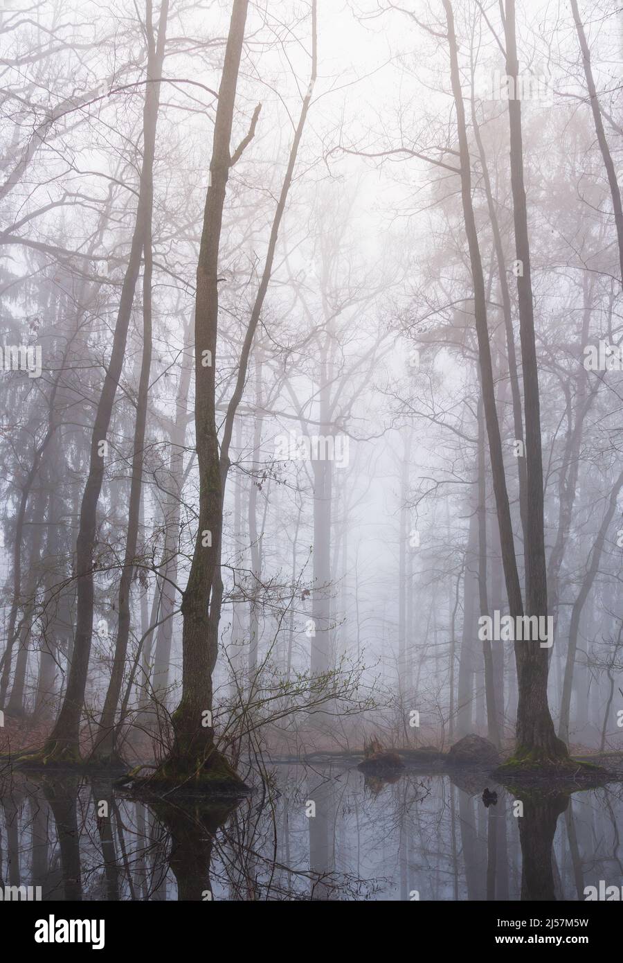 Swamp with trees and small lake in misty fog at sunrise. Tranquil ...