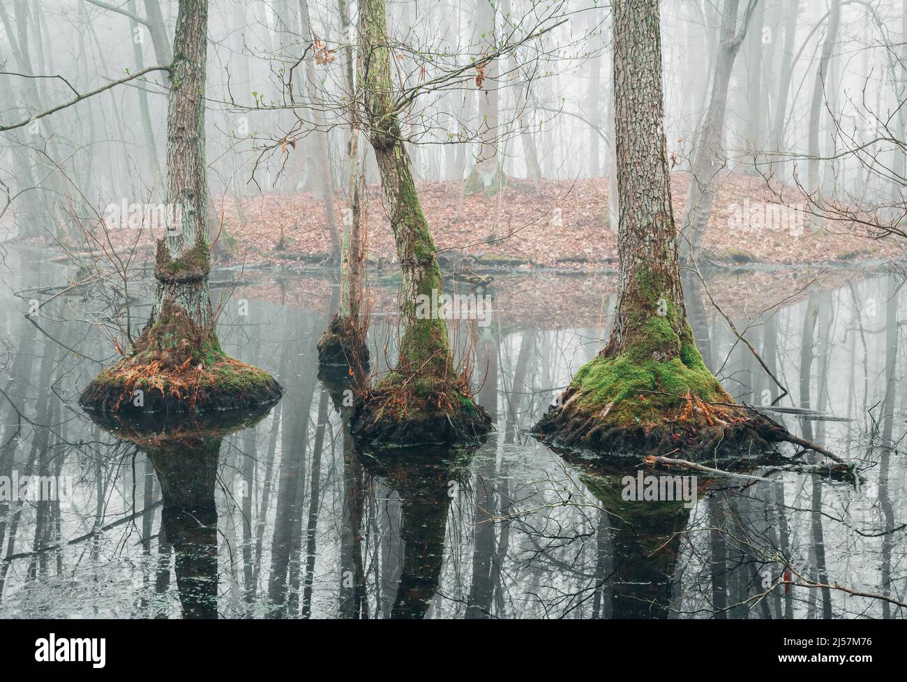 Three trees with roots standing in small swamp lake at misty morning ...