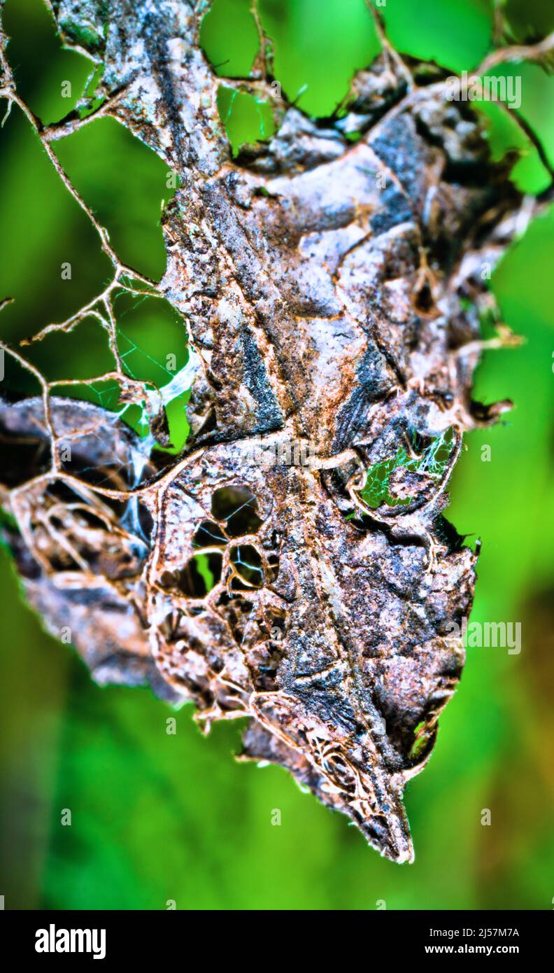 Phytoanatomy (plant design) and Phytopathology. Dead Leaf: lamina (limb ...