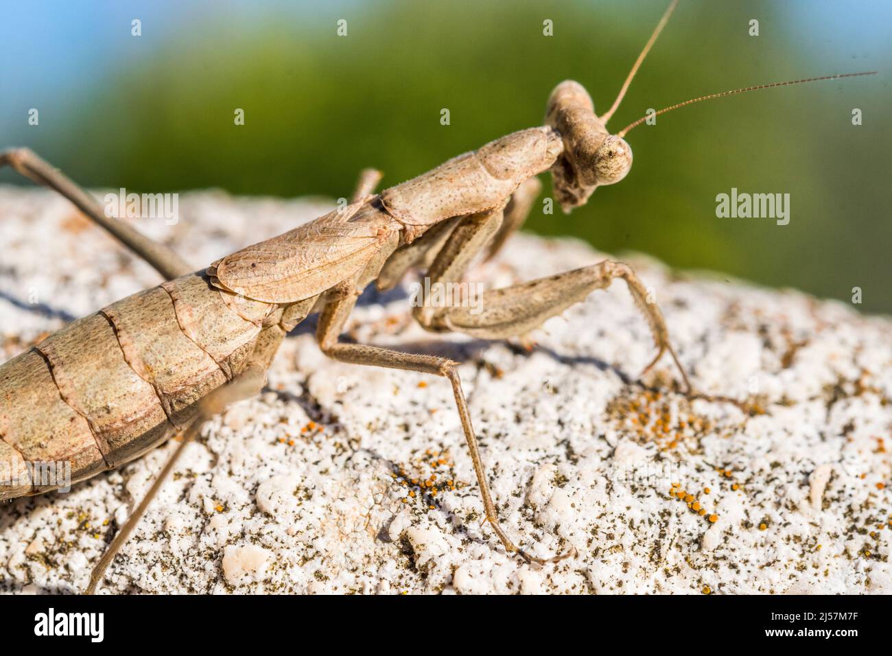 Grey mantises ameles decolor hi-res stock photography and images - Alamy