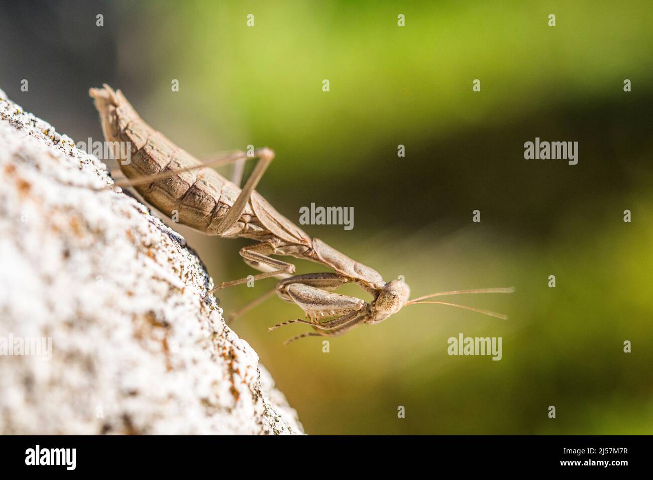 Dwarf Mantis or Grey Mantis (Ameles decolor), female Stock Photo - Alamy