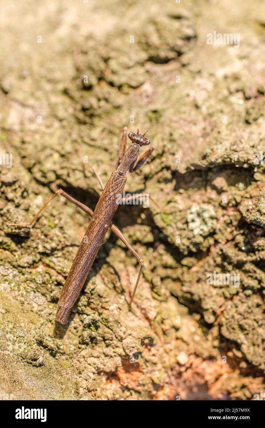 Dwarf Mantis or Grey Mantis (Ameles decolor), male Stock Photo - Alamy