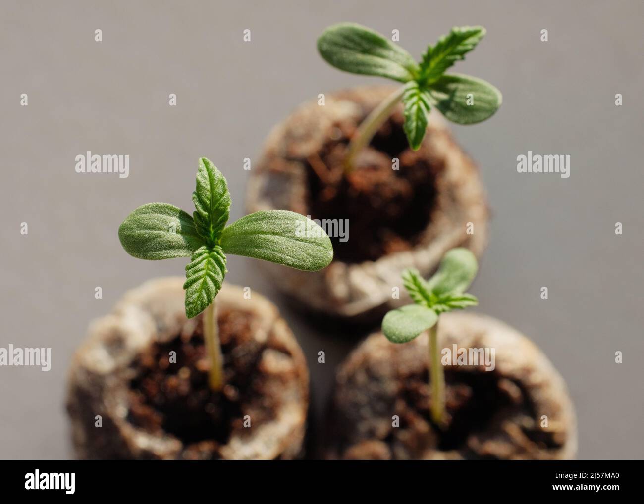 Baby hemp plant hi-res stock photography and images - Alamy