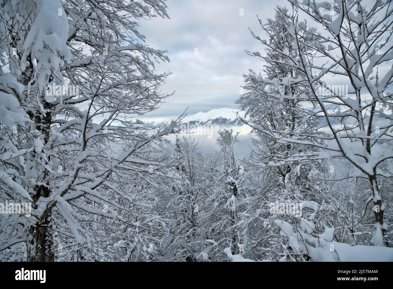 Snow-covered mountain forest. After heavy snowfall. Clouds covered the ...